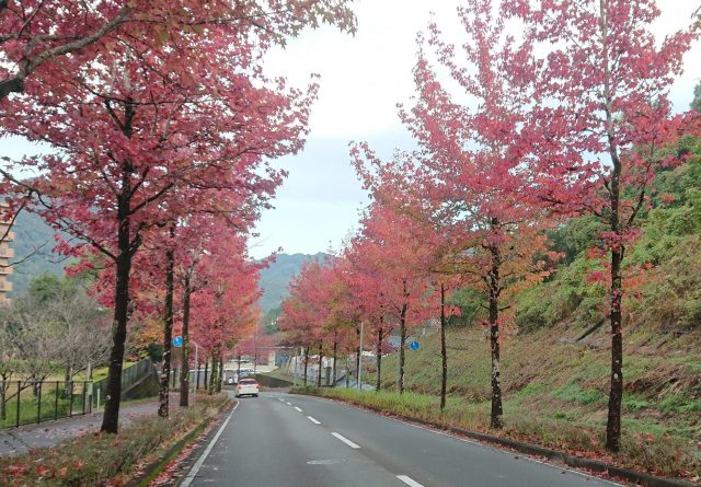 DSC_0548 | 高知市マインドガスのエネルギー総合情報サイトGAS PRESS